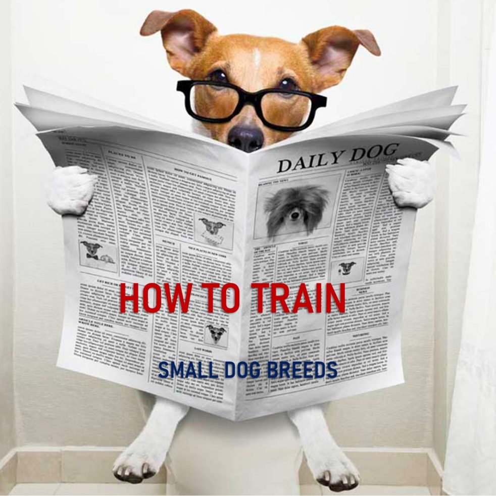 Training Small Dog Breeds (Ultimate Guide) | Small Dog Breeds